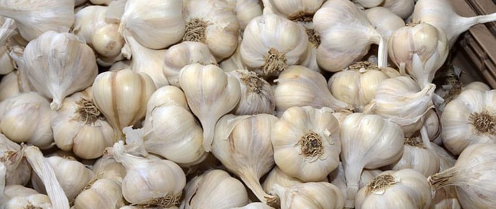 खाली पेटमा लसुन खानुहोस्, हुनेछन् यस्ता कमाल - NepalDut NepalDut